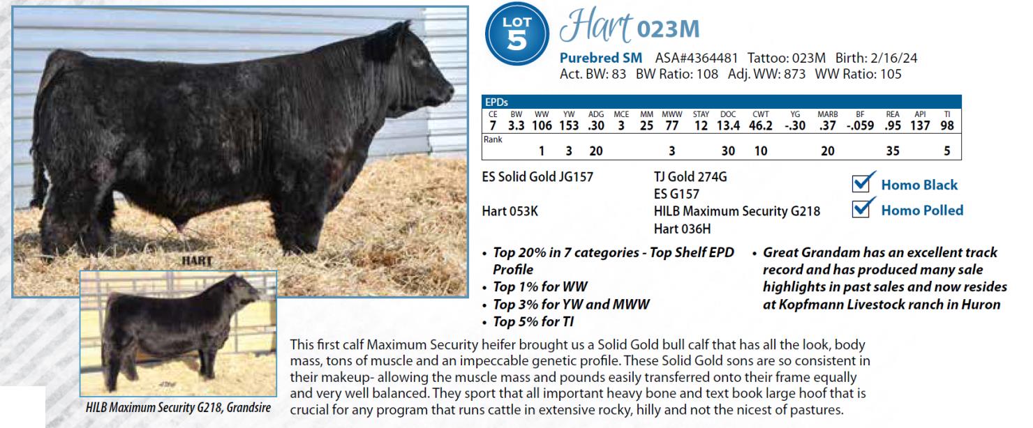Lot 5: Hart Simmentals - Annual Beef Builder Simmental Bull & Female ...