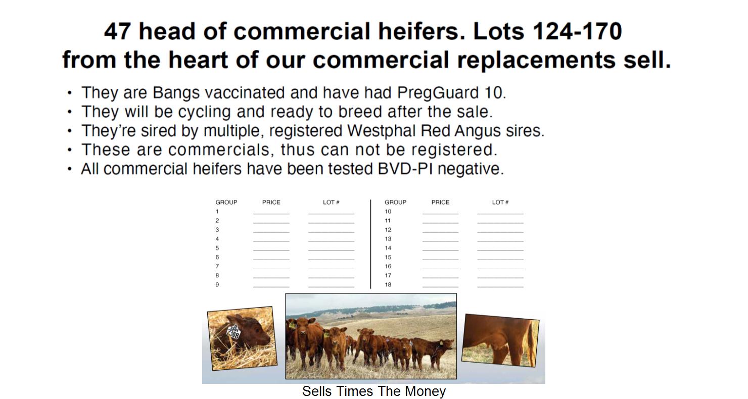 Lot 169: Westphal Red Angus - Annual Production Sale | DVAuction