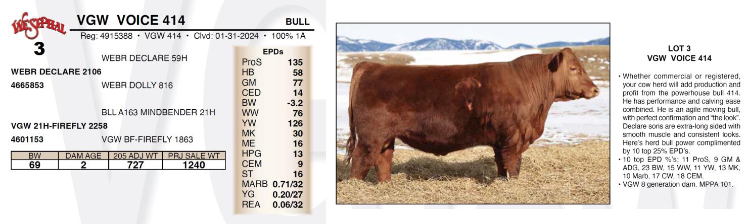 Lot 3: Westphal Red Angus - Annual Production Sale | DVAuction