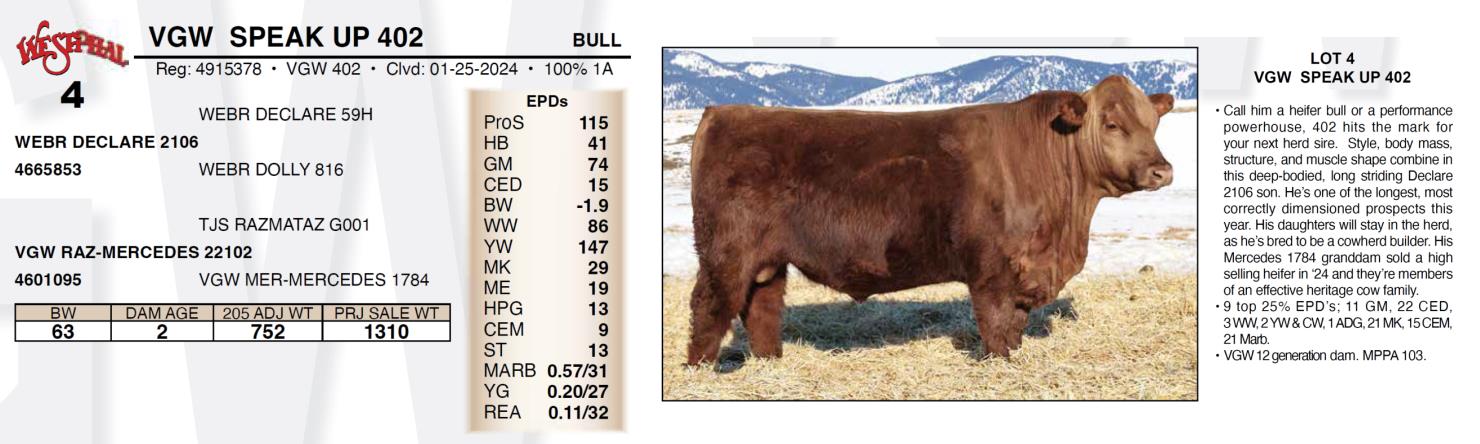 Lot 4: Westphal Red Angus - Annual Production Sale | DVAuction