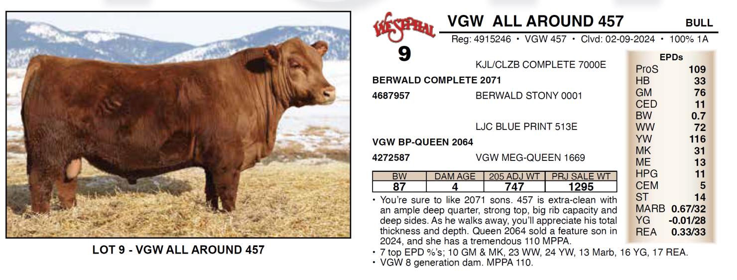 Lot 9: Westphal Red Angus - Annual Production Sale | DVAuction