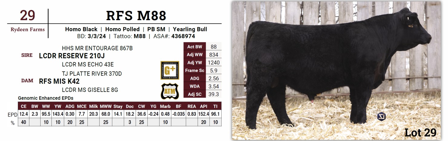 Lot 29: Rydeen Farms - 27th Annual Genetics With Vision Simmental & SimAngus Bull and Female ...