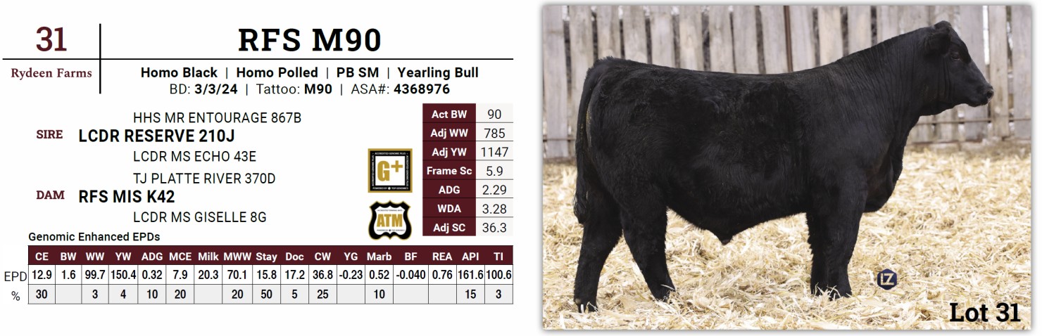 Lot 31: Rydeen Farms - 27th Annual Genetics With Vision Simmental & SimAngus Bull and Female ...