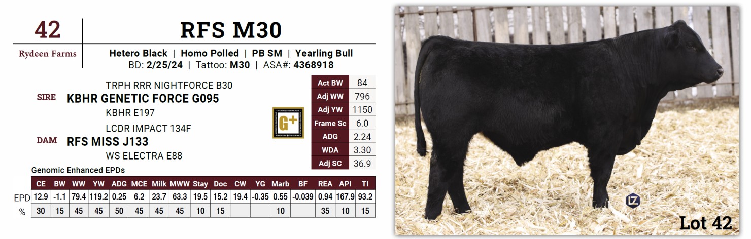 Lot 42: Rydeen Farms - 27th Annual Genetics With Vision Simmental & SimAngus Bull and Female ...