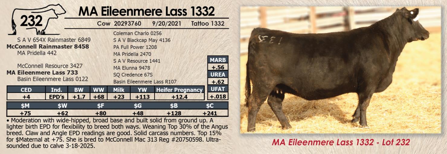 Lot 232: McConnell Angus - Angus Bull & Female Sale | DVAuction