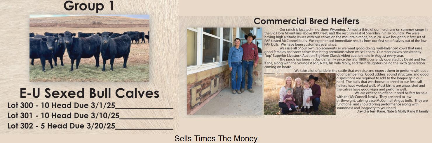 Lot 301: McConnell Angus - Angus Bull & Female Sale | DVAuction