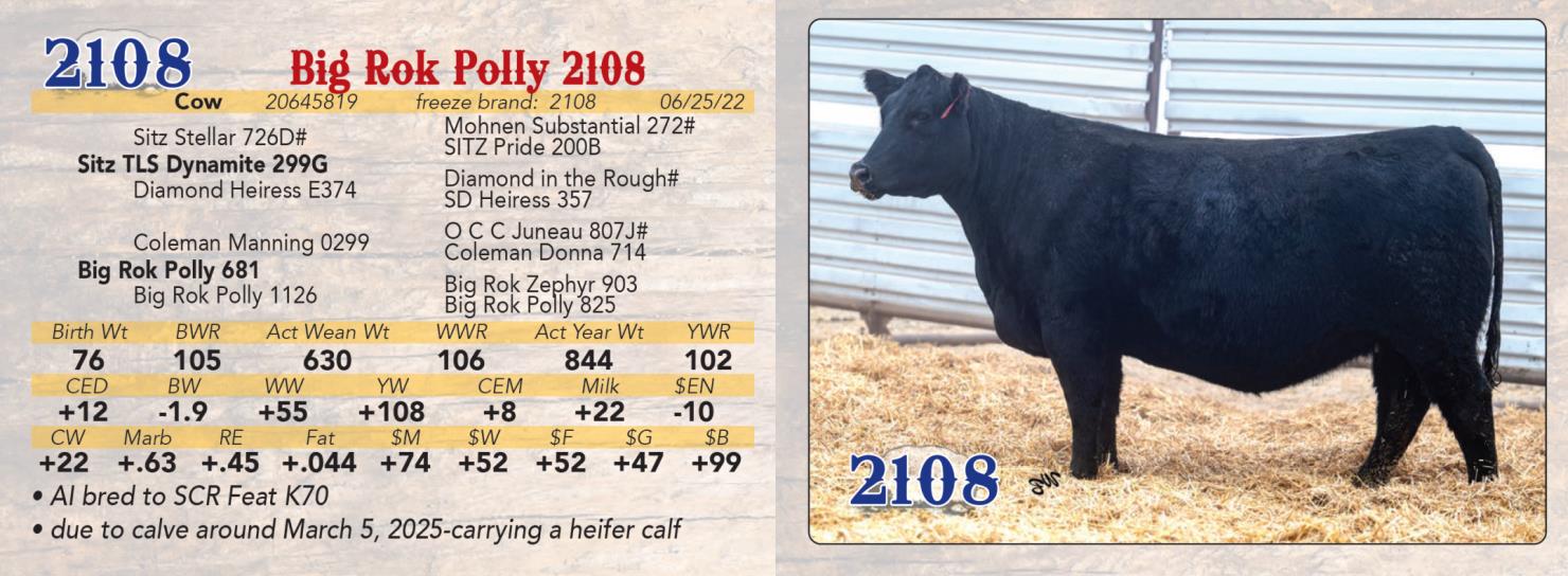 Lot 2108: Big Rok Angus - Performance Tested Angus Bull & Select Female ...