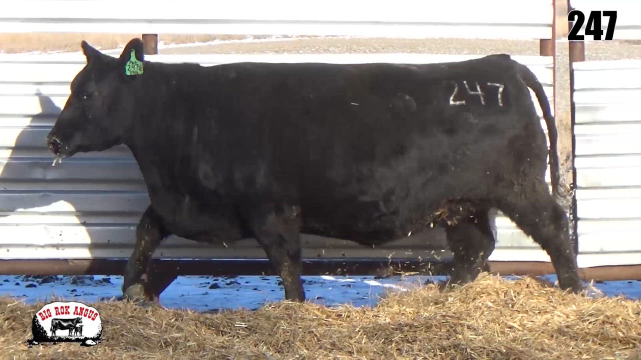 2/8/25 Big Rok Angus - Performance Tested Angus Bull & Select Female ...