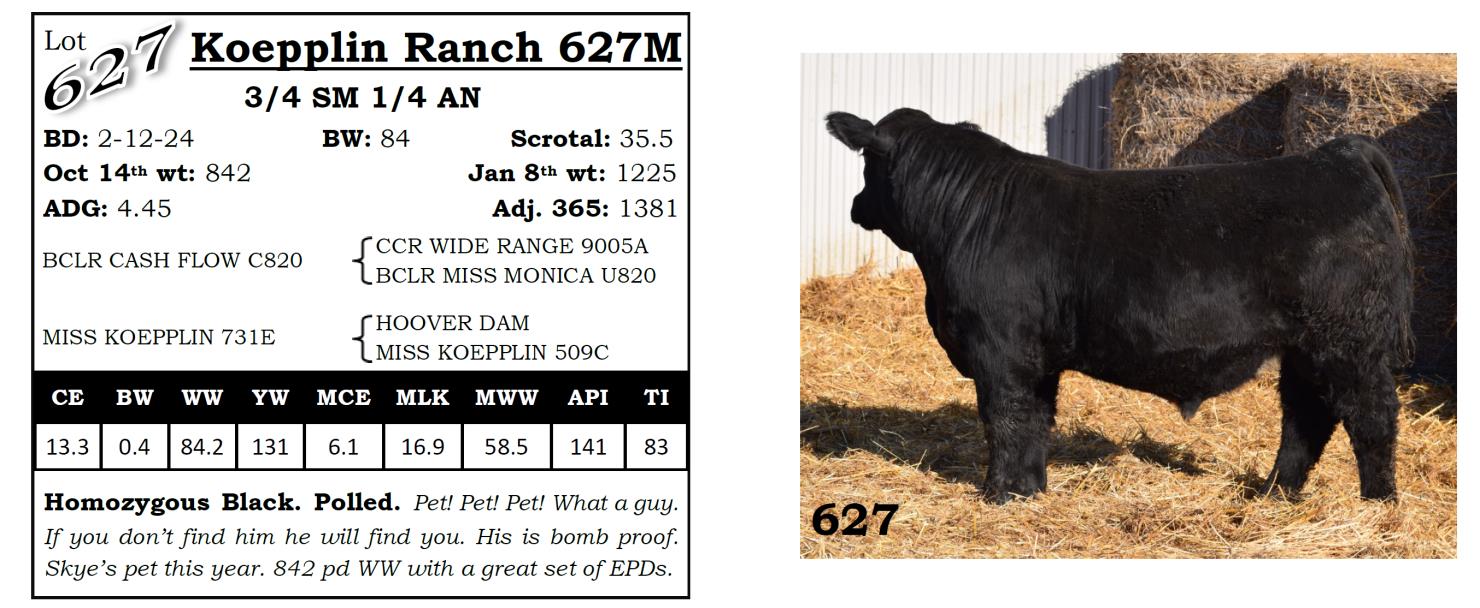 Lot 627: Koepplin Black Simmental Ranch - 37th Annual Simmental Bull ...