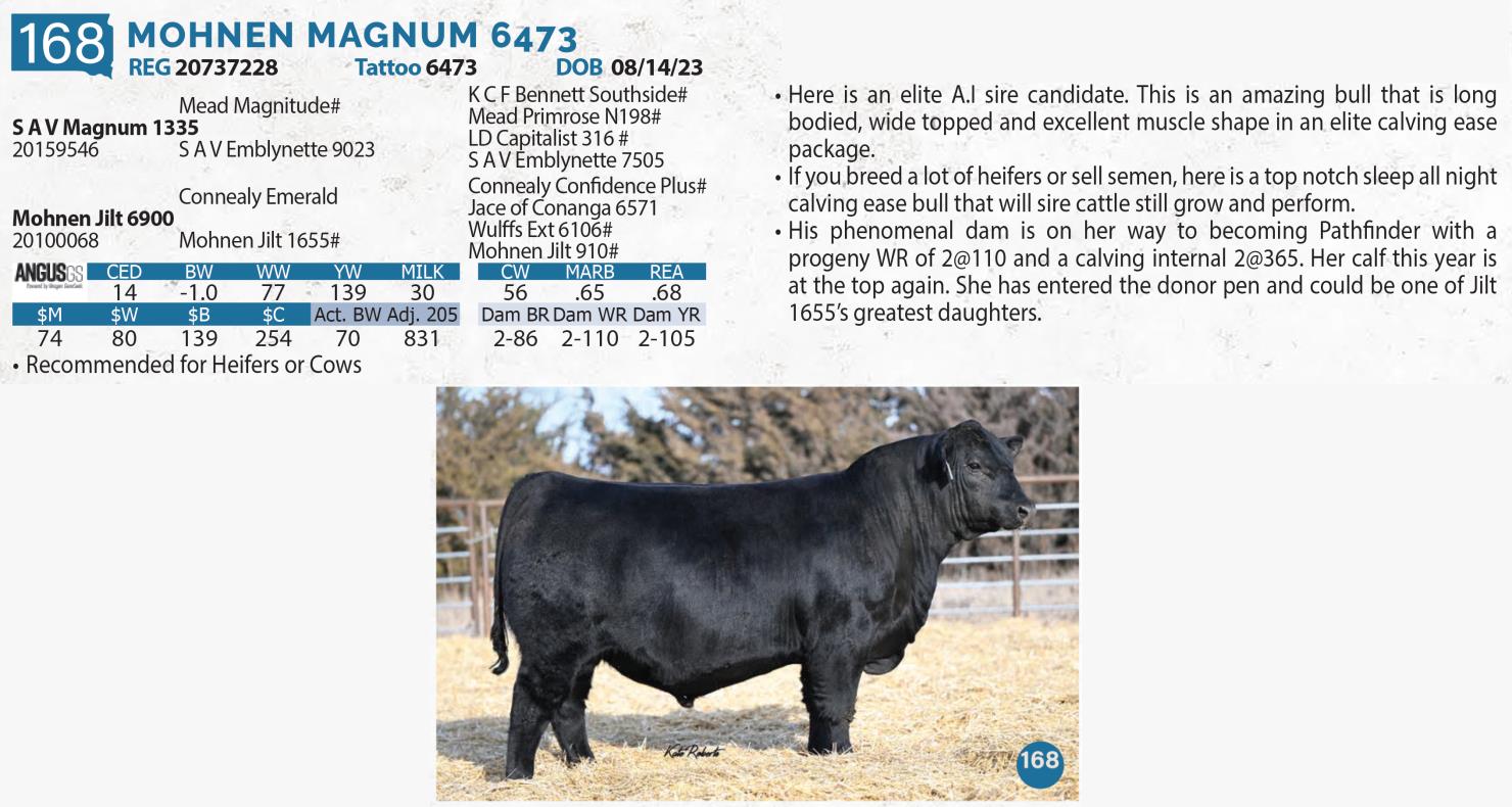 Lot 168: Mohnen Angus - "Power of Genetics" Angus, Simmental Bull ...