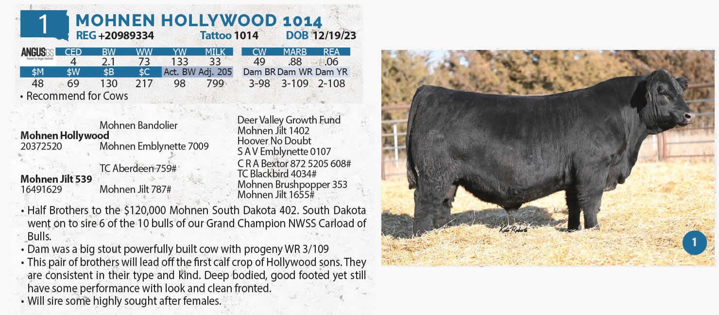 Lot 1: Mohnen Angus - "Power of Genetics" Angus, Simmental Bull ...