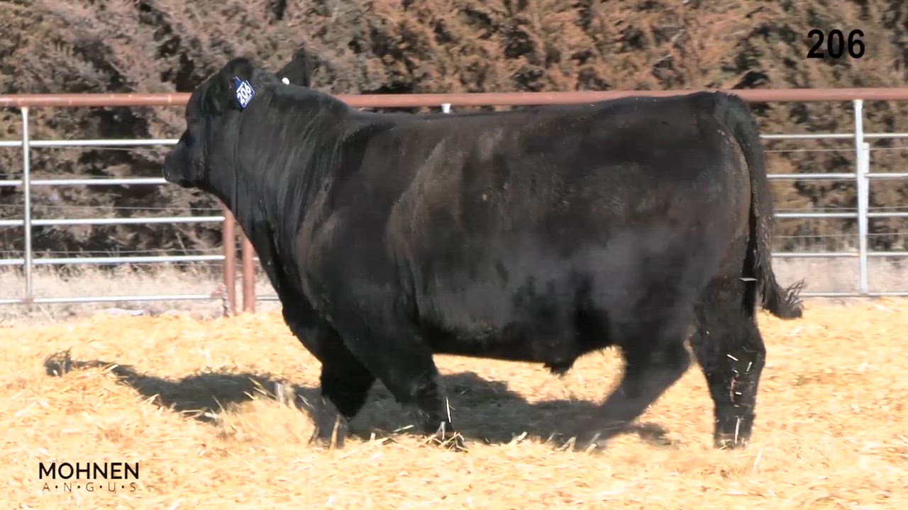 Lot 206: Mohnen Angus - "Power of Genetics" Angus & Simmental Bull ...