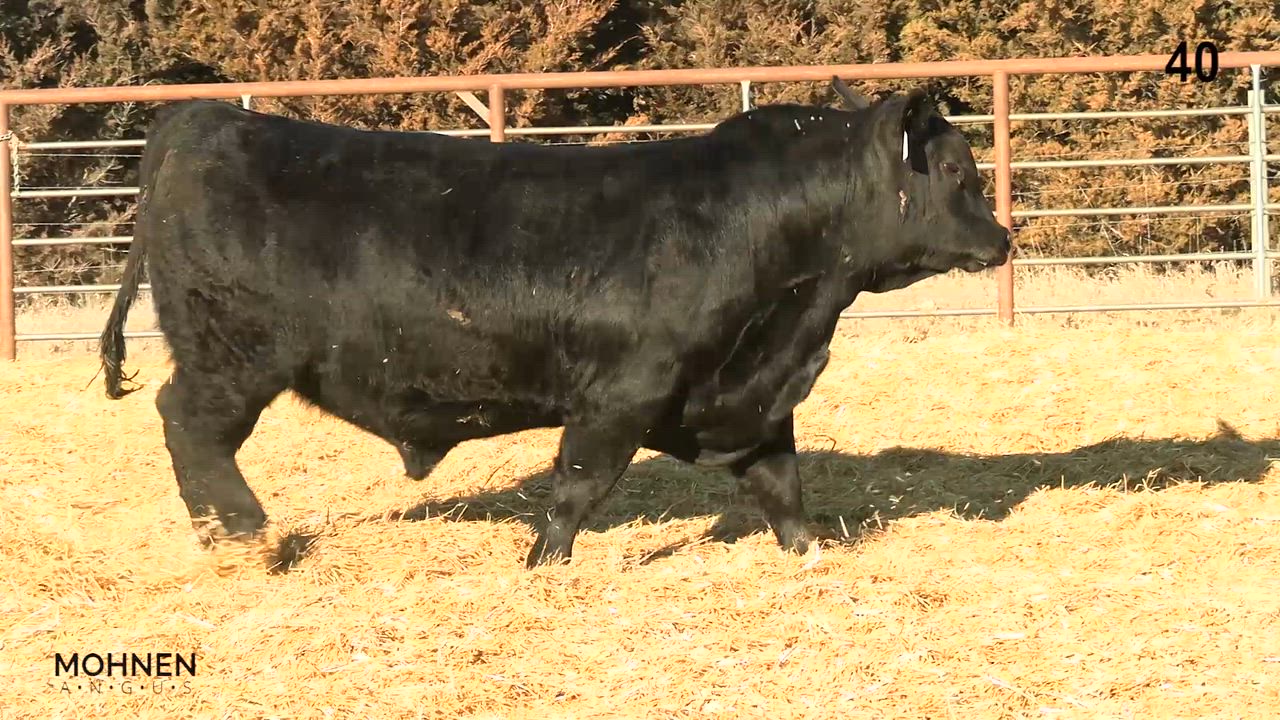 Lot 40: Mohnen Angus - "Power of Genetics" Angus & Simmental Bull ...