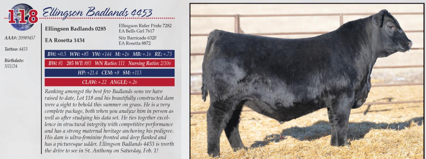 Lot 118: Ellingson Angus - Annual Angus Bull & Female Sale | DVAuction
