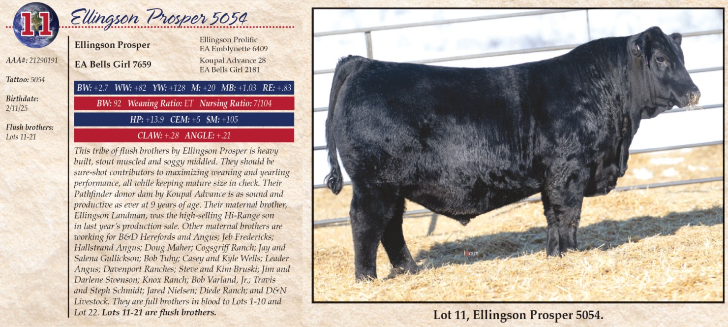 Lot 11: Ellingson Angus "Real-World Genetics" Bull & Female Sale ...
