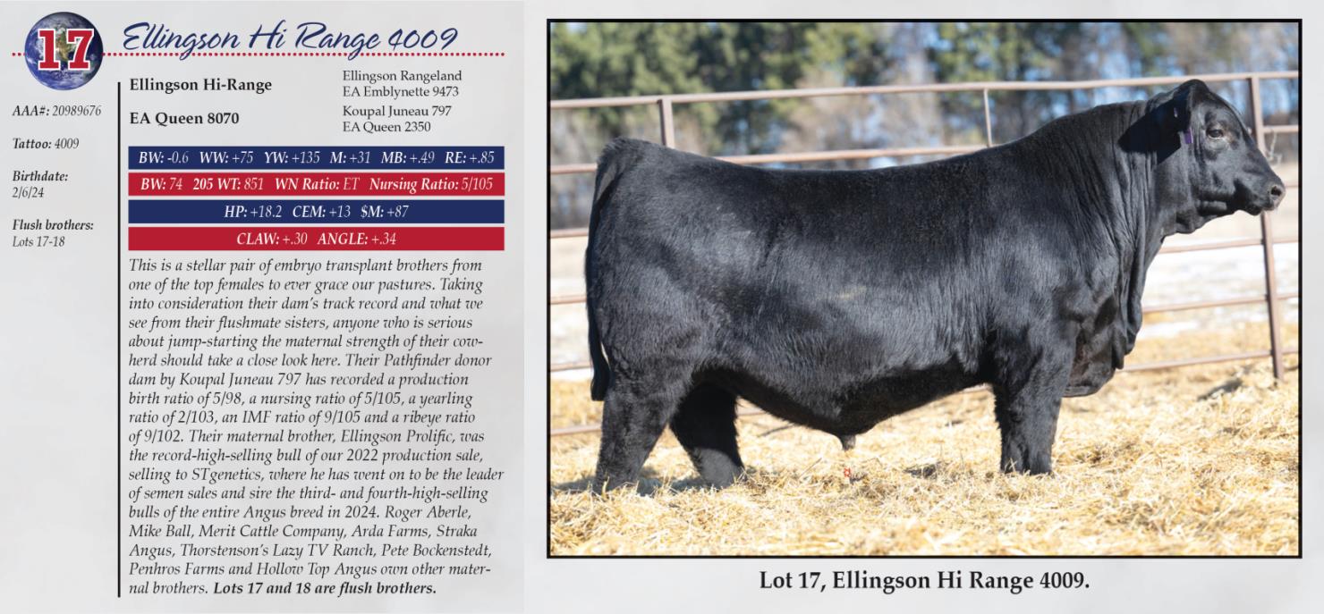 Lot 17: Ellingson Angus - Annual Angus Bull & Female Sale | DVAuction
