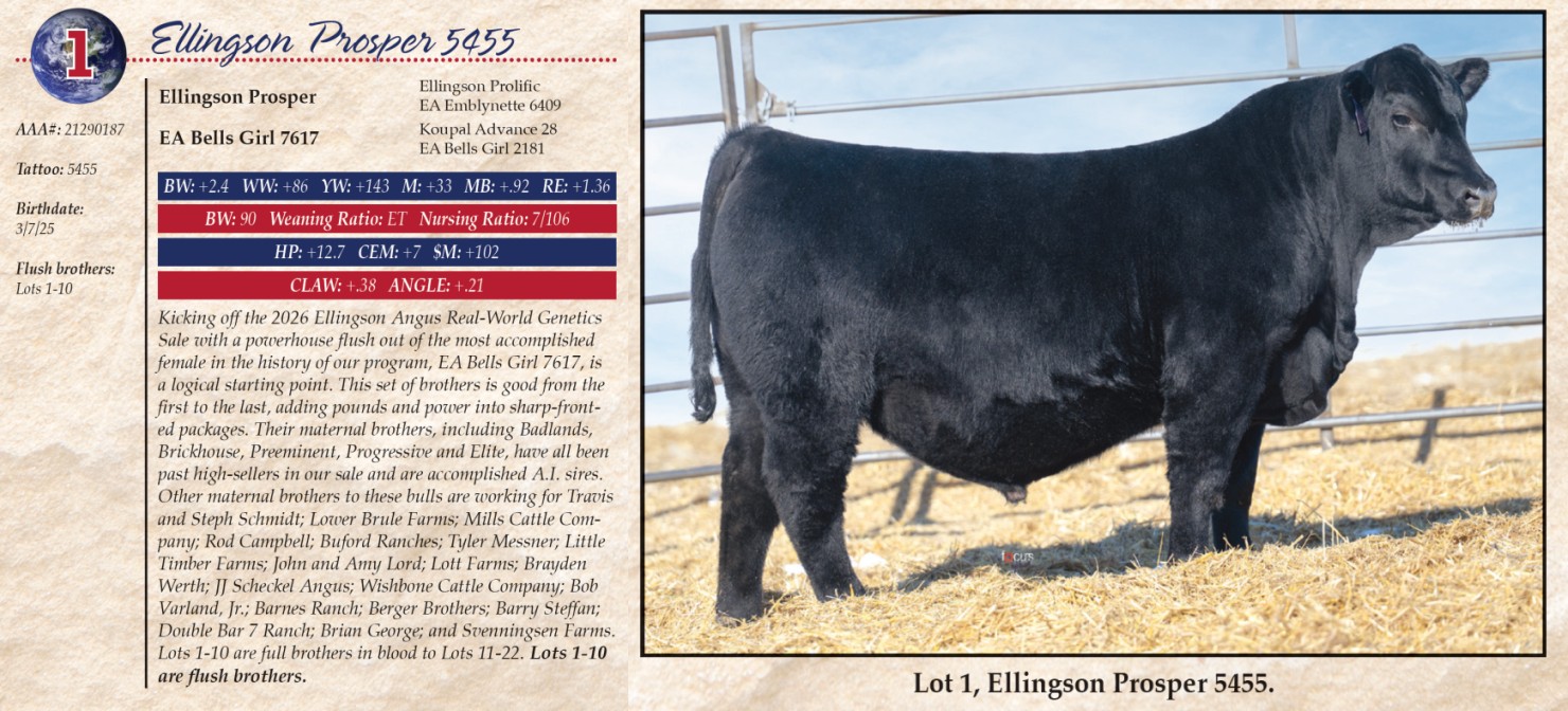 Lot 1: Ellingson Angus "Real-World Genetics" Bull & Female Sale | DVAuction