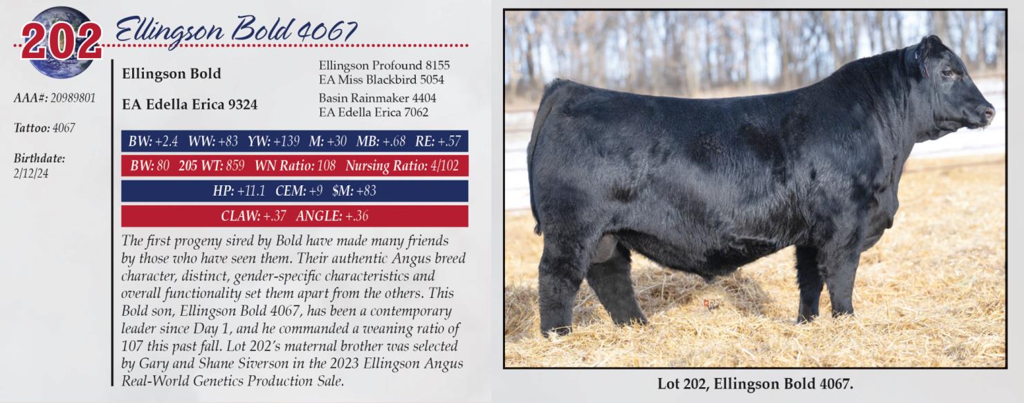 Lot 202: Ellingson Angus - Annual Angus Bull & Female Sale | DVAuction