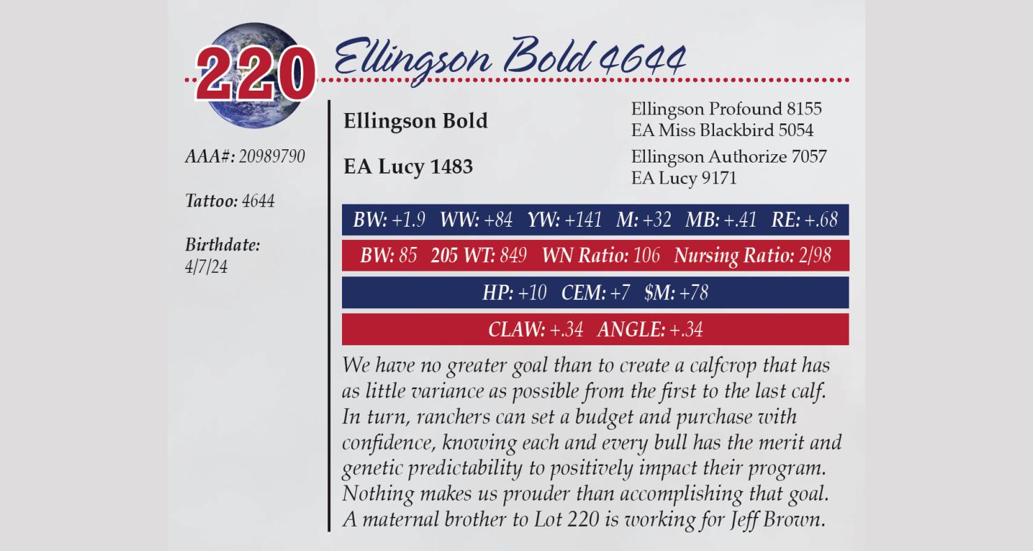 Lot 220: Ellingson Angus - Annual Angus Bull & Female Sale | DVAuction