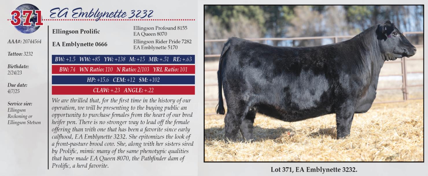 Lot 371: Ellingson Angus - Annual Angus Bull & Female Sale | DVAuction
