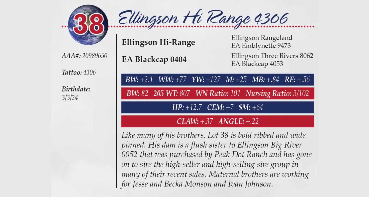 Lot 38: Ellingson Angus - Annual Angus Bull & Female Sale | DVAuction