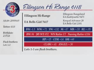 Lot 3: Ellingson Angus - Annual Angus Bull & Female Sale | DVAuction