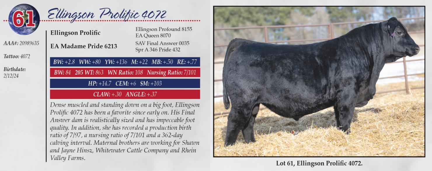 Lot 61: Ellingson Angus - Annual Angus Bull & Female Sale | DVAuction