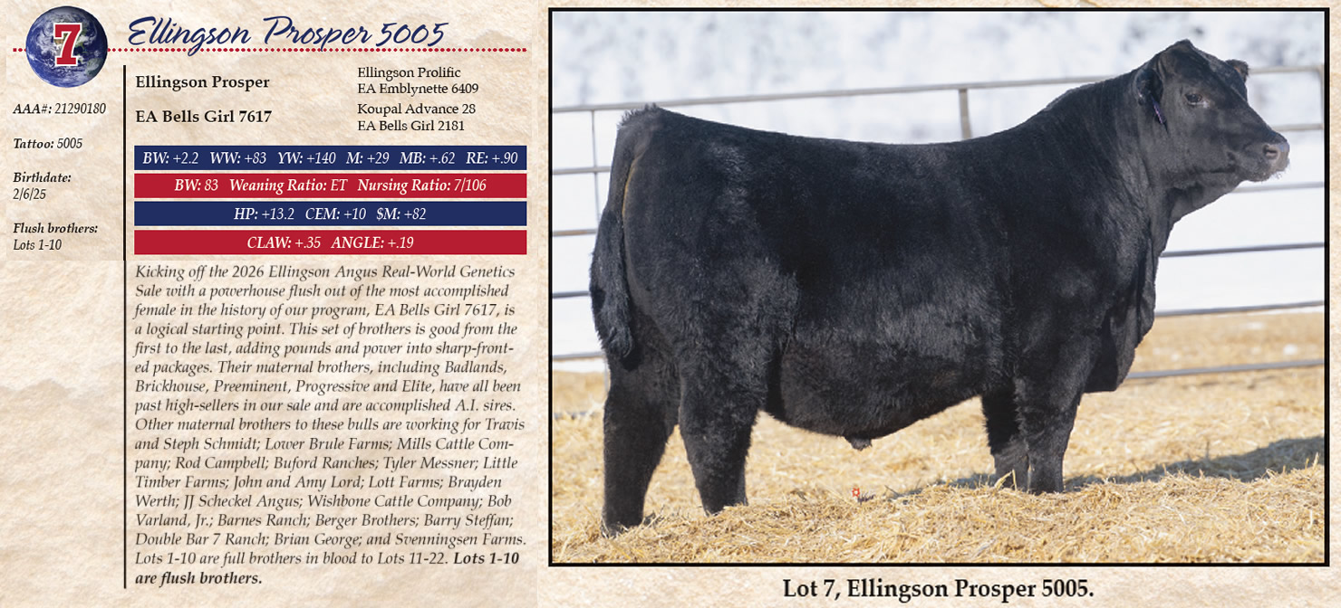 Lot 7: Ellingson Angus "Real-World Genetics" Bull & Female Sale | DVAuction