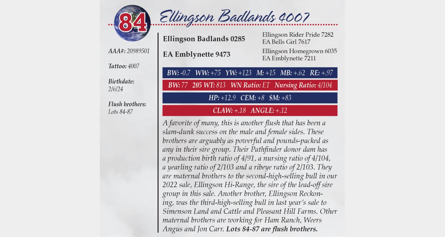 Lot 84: Ellingson Angus - Annual Angus Bull & Female Sale | DVAuction