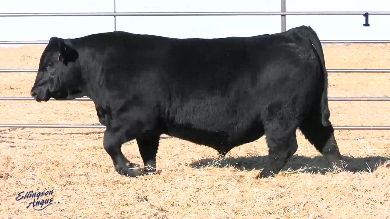Lot 1: Ellingson Angus "Real-World Genetics" Bull & Female Sale | DVAuction