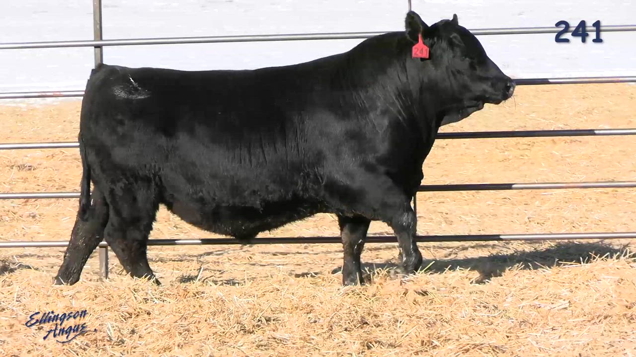 Lot 241: Ellingson Angus "Real-World Genetics" Bull & Female Sale ...