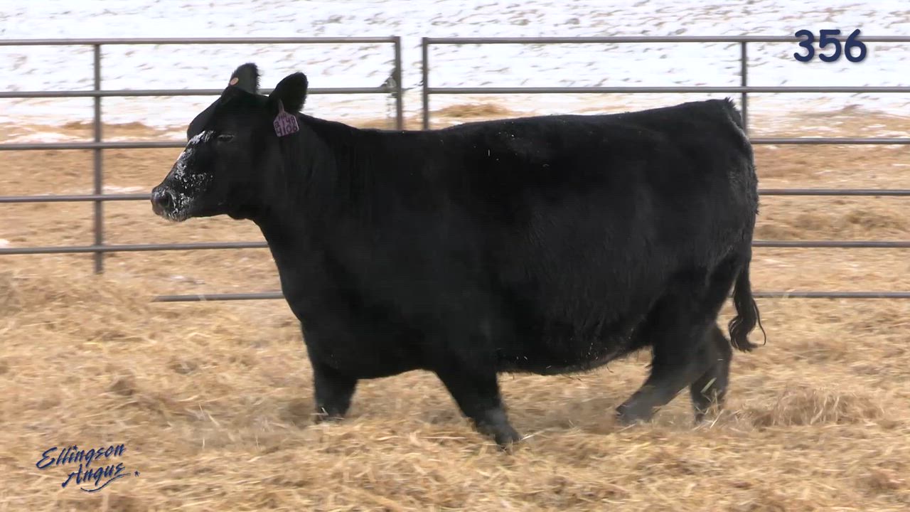Lot 356: Ellingson Angus "Real-World Genetics" Bull & Female Sale ...