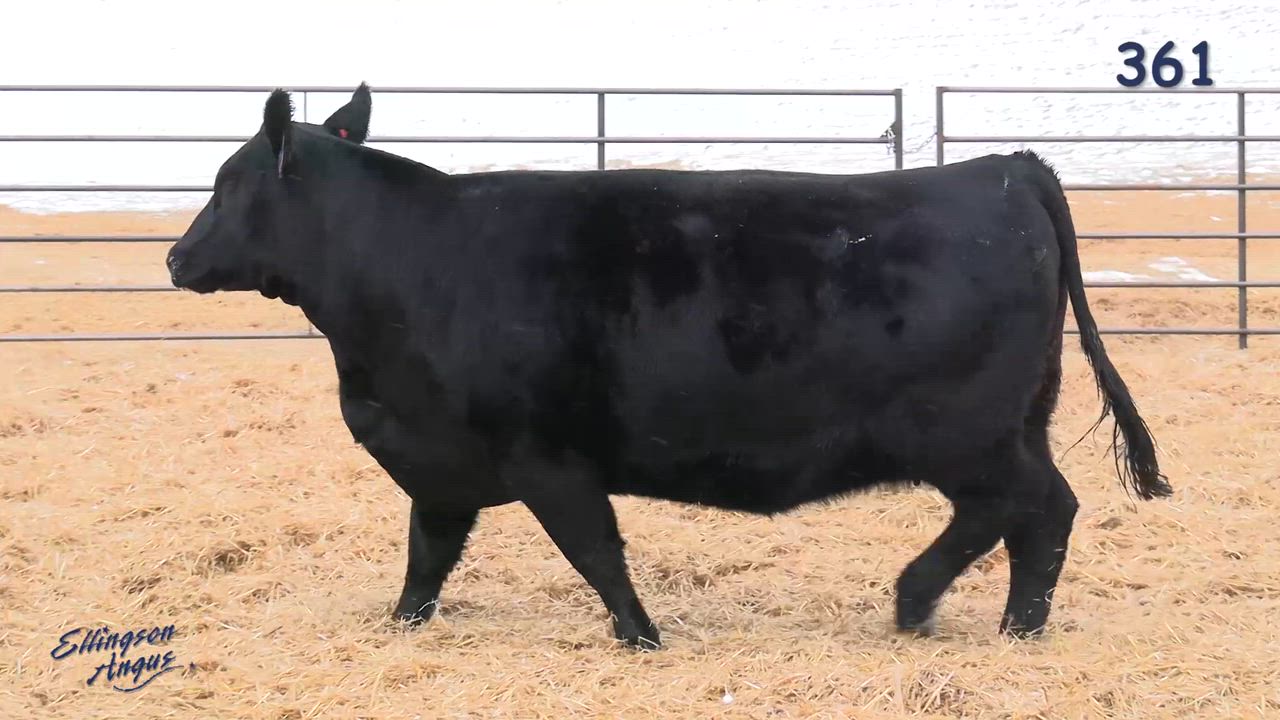 Lot 361: Ellingson Angus "Real-World Genetics" Bull & Female Sale ...