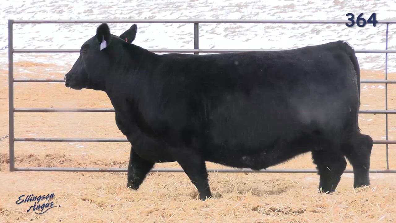 Lot 364: Ellingson Angus "Real-World Genetics" Bull & Female Sale ...