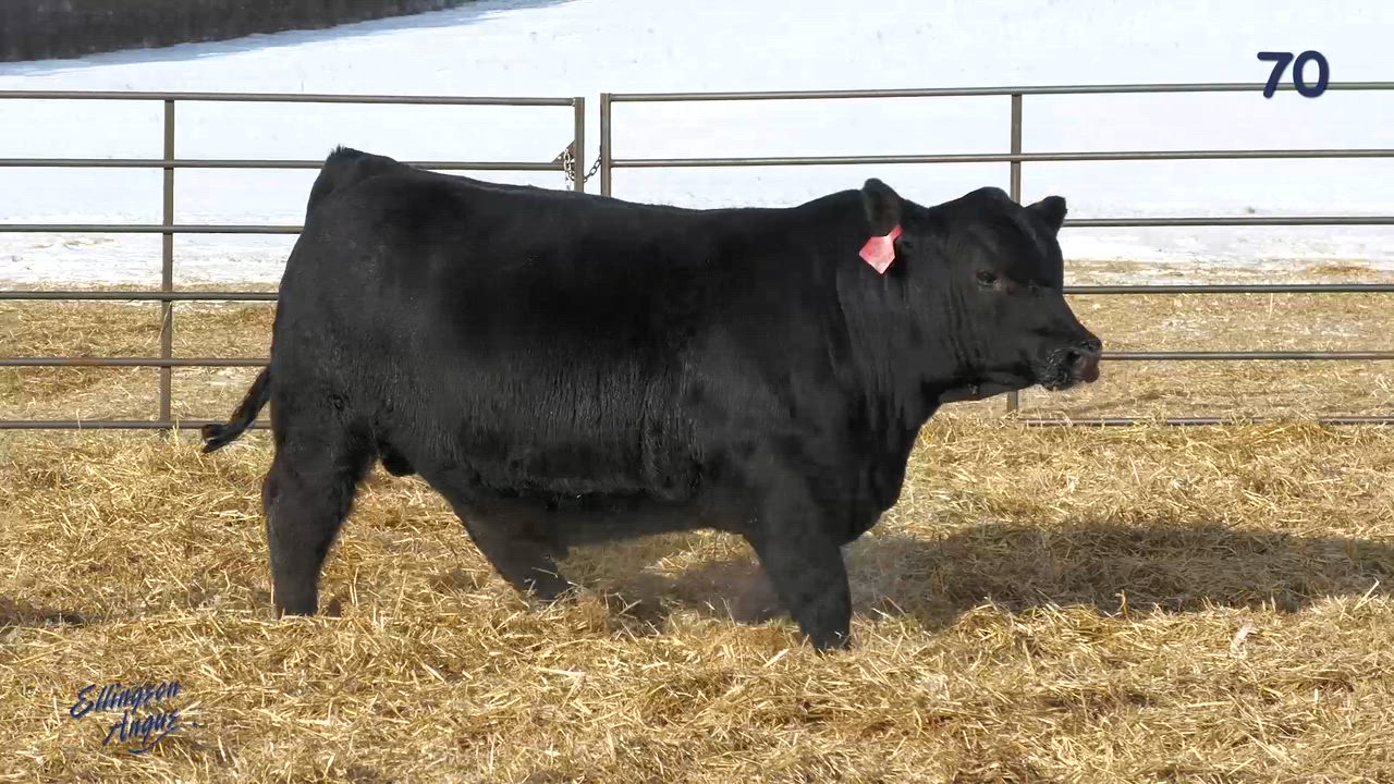 Lot 70: Ellingson Angus "Real-World Genetics" Bull & Female Sale ...