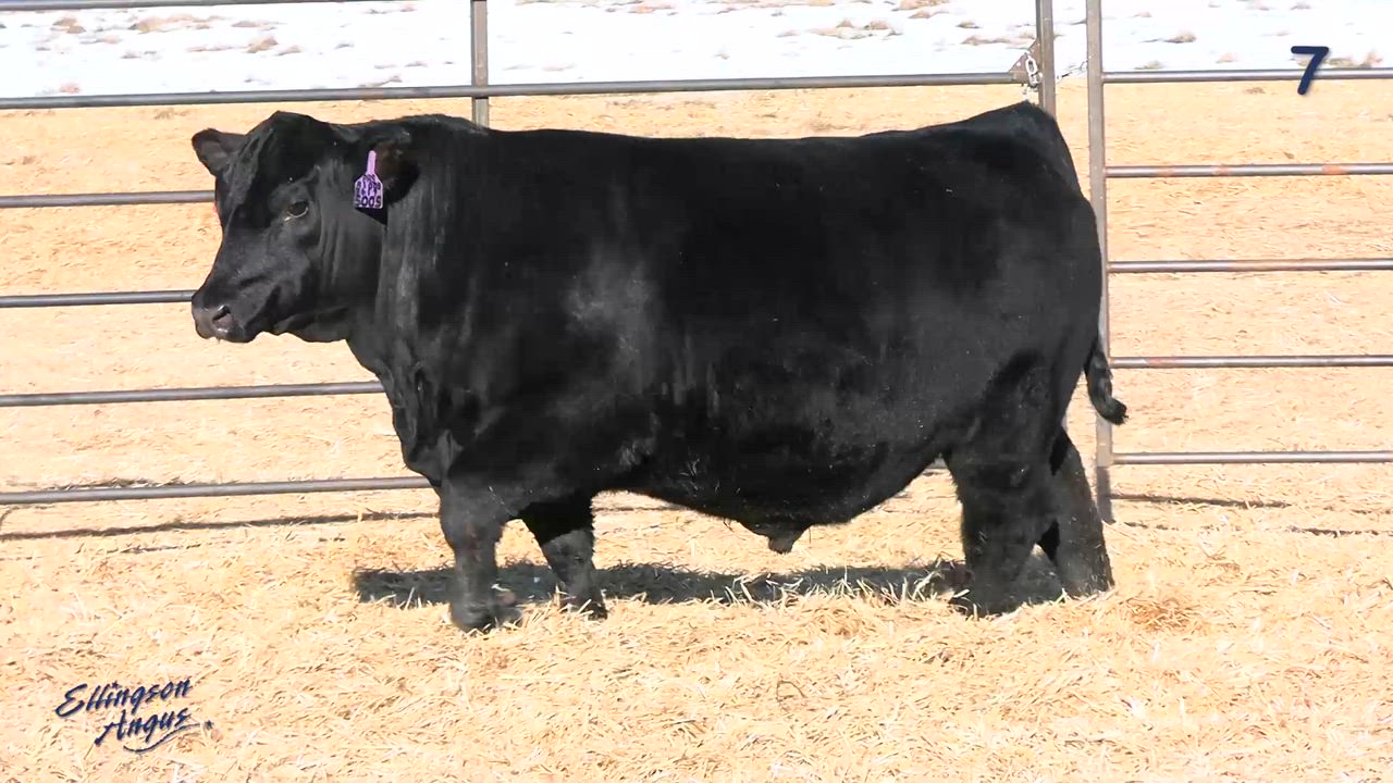Lot 7: Ellingson Angus "Real-World Genetics" Bull & Female Sale | DVAuction