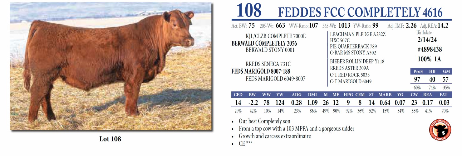 Lot 108: Feddes Red Angus/C-T Red Angus - Annual Bull Sale | DVAuction