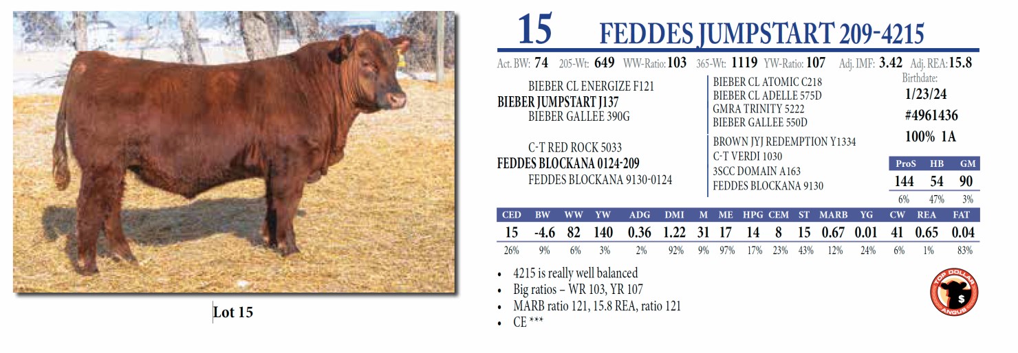Lot 15: Feddes Red Angus/C-T Red Angus - Annual Bull Sale | DVAuction