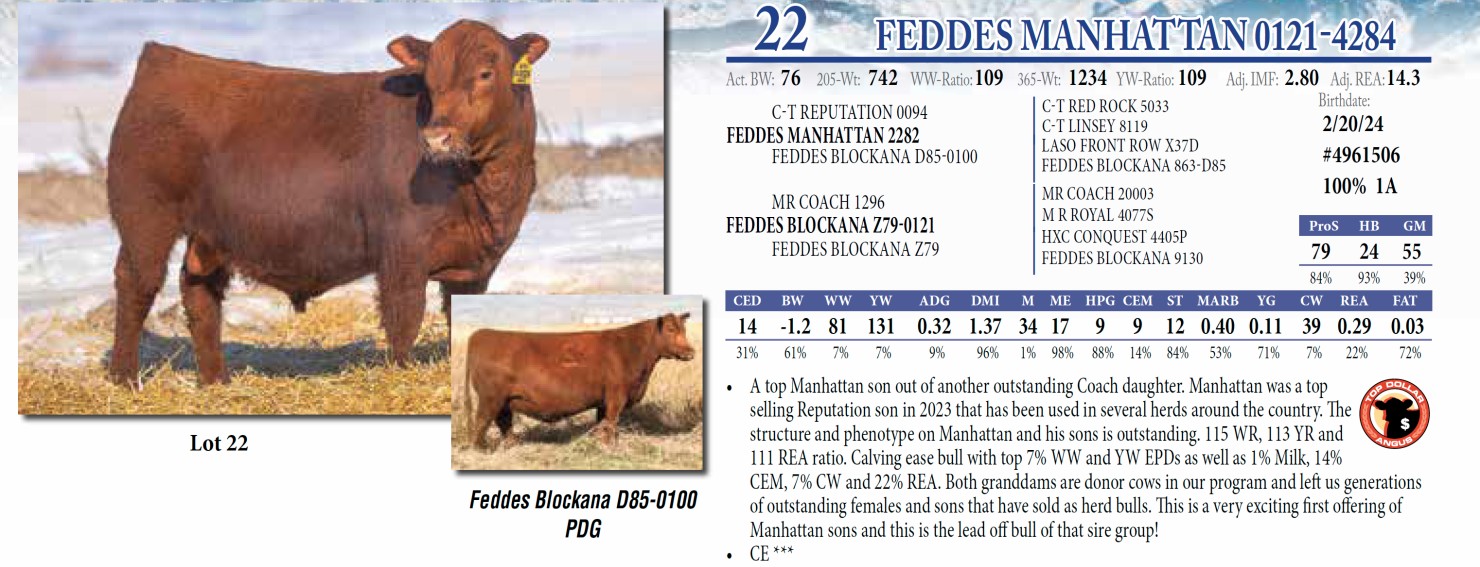 Lot 22: Feddes Red Angus/C-T Red Angus - Annual Bull Sale | DVAuction
