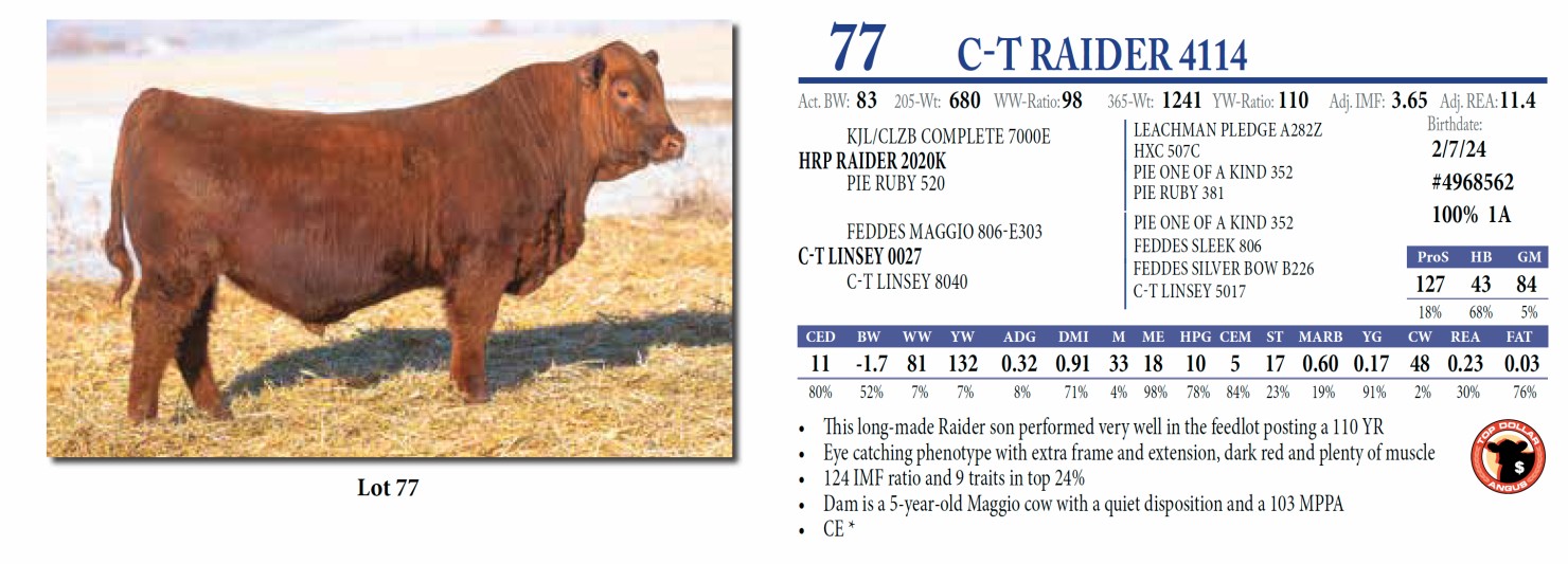 Lot 77: Feddes Red Angus/C-T Red Angus - Annual Bull Sale | DVAuction
