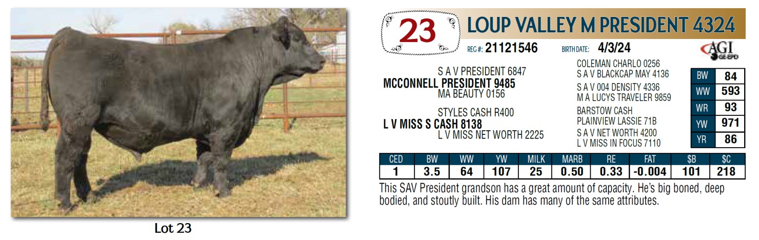 Lot 23: Carl Dethlefs & Sons Angus - Carl Dethlef & Sons Angus Bull ...