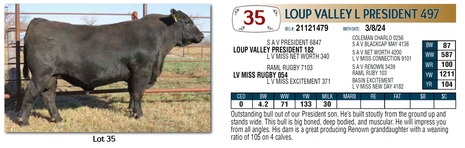 Lot 35: Carl Dethlefs & Sons Angus - Carl Dethlef & Sons Angus Bull ...