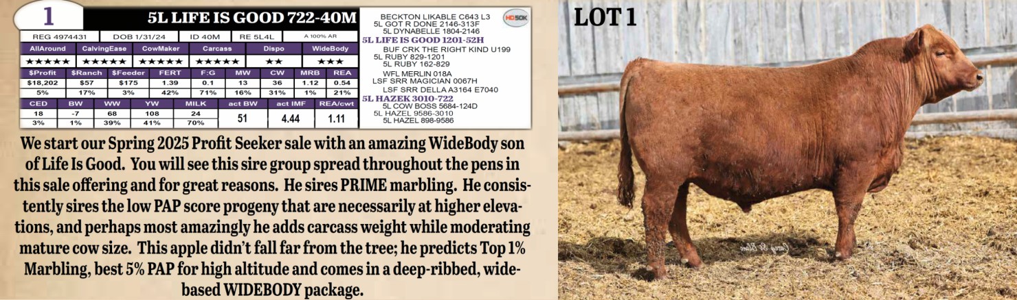 Lot 1: 5L Red Angus - Annual Spring Bull Sale | DVAuction