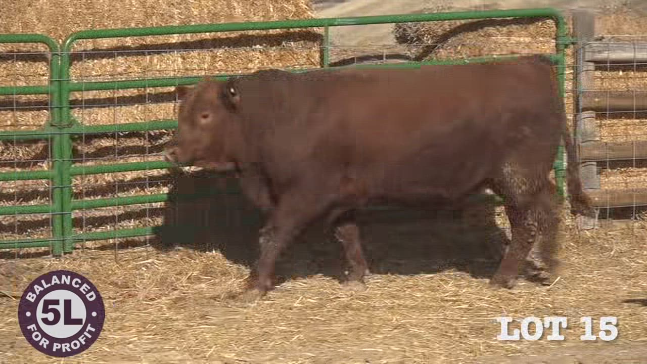 Lot 15: 5L Red Angus - Annual Fall Sale | DVAuction
