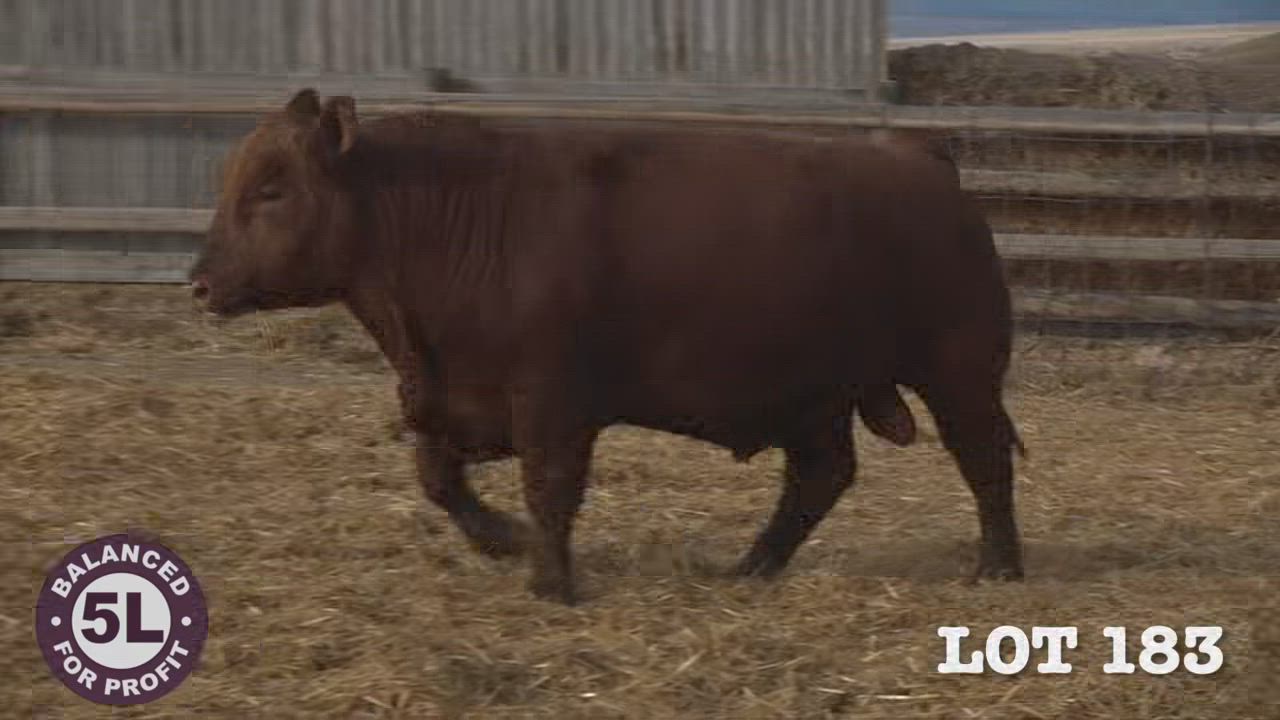 Lot 183: 5L Red Angus - Annual Fall Sale | DVAuction