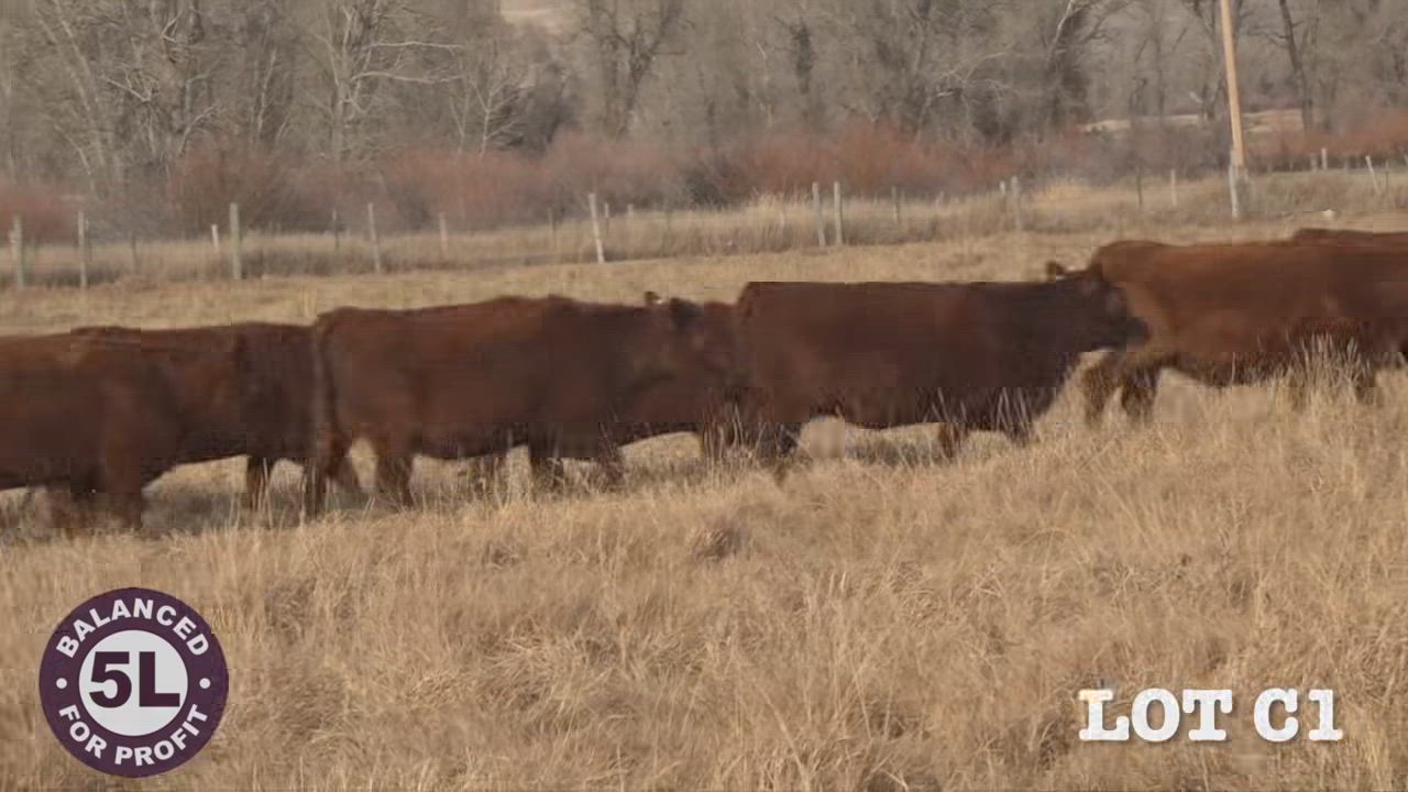 Lot c1-4: 5L Red Angus - Annual Fall Sale | DVAuction