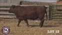 11/20/25 5L Red Angus - Annual Fall Sale Lots | DVAuction