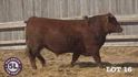 11/20/25 5L Red Angus - Annual Fall Sale Lots | DVAuction
