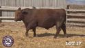 11/20/25 5L Red Angus - Annual Fall Sale Lots | DVAuction