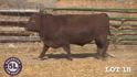 11/20/25 5L Red Angus - Annual Fall Sale Lots | DVAuction